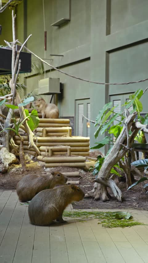 capybara_at_kawasaki-aquarium-mp4 | Adventure Blog